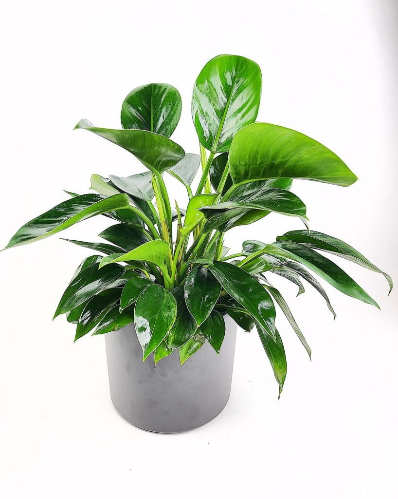 Philodendron Congo Apple - Botanistas